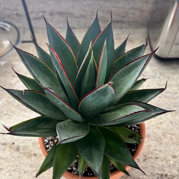 Blue Glow Agave | 3 Gallon | Live Succulent Plant | Cactus | Indoor ...