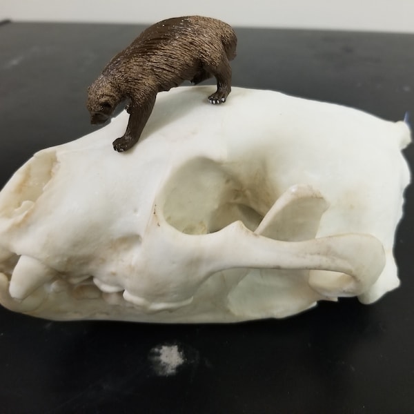 Wolverine (north American) Skull Replica (museum Quality) - Etsy