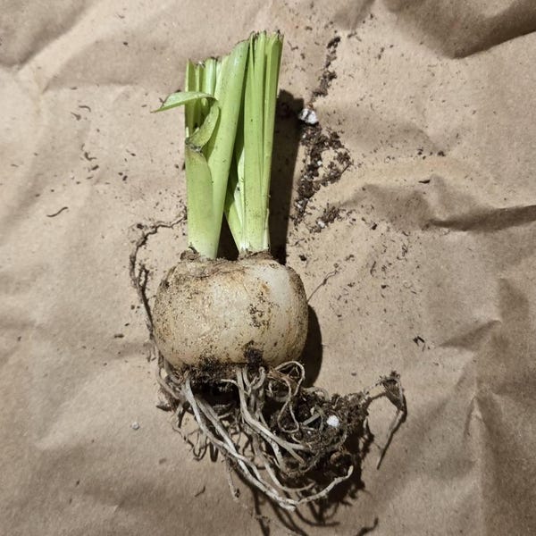 Rare Succulents, Albuca Concordiana Bulb, 0.5"-1", Live Plant - Etsy