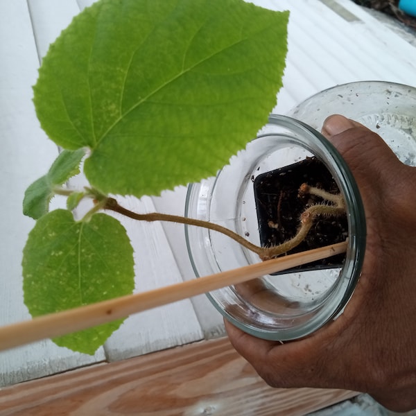 30 SEEDS Bitter Melon Momordica Charantia Bitter Gourd Melon Cundeamor ...