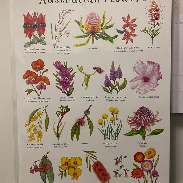 Australian Native Seed Pod Poster DIGITAL DOWNLOAD - Etsy