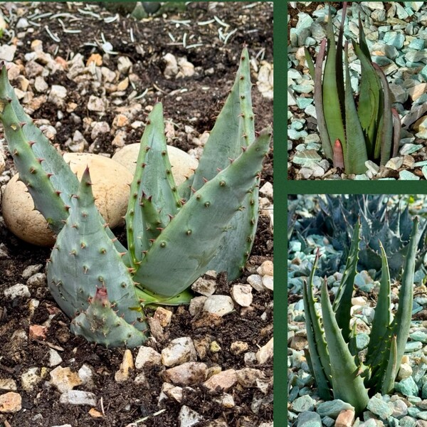 2g Aloe Moonglow Hybrid.beautiful Yellow Glowing Blooms Can Be Expected ...