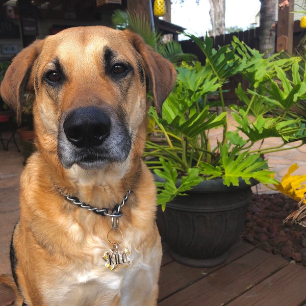 TAMUCC Islander Vinyl Sticker - Etsy