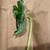 Philodendron White Princess 2 Starter Plant ALL STARTER PLANTS Require ...