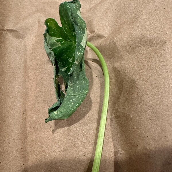 Philodendron White Princess 2 Starter Plant ALL STARTER PLANTS Require ...