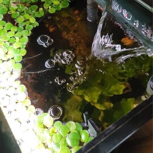 Floating Plant Corral Self Leveling Free Mystery Plant - Etsy