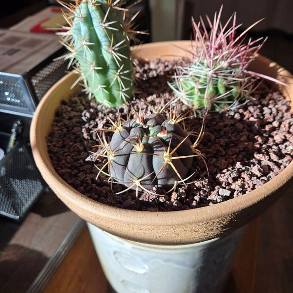 Exact Opuntia snow Plant, Fully Rooted AKA Blue Jacket Cactus, 4T, Each ...