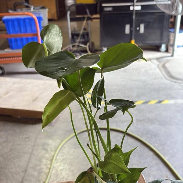 Monstera Deliciousa Live Indoor Plant, Easy Care Low Light Houseplant ...