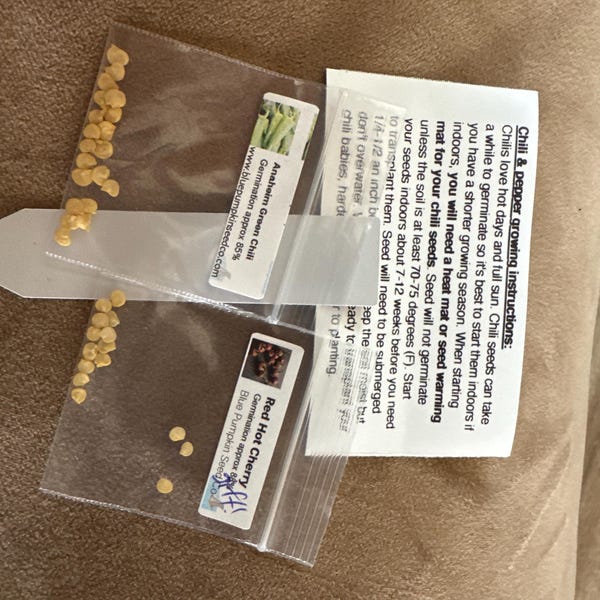 Yugoslavian Fingers (heirloom/c.pepo) Seeds: Semi-rare, White Finger ...