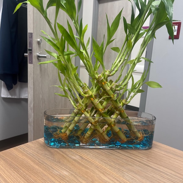 Three Tier Lucky Bamboo Indoor Live Plant in Glass Square Vase, Live ...