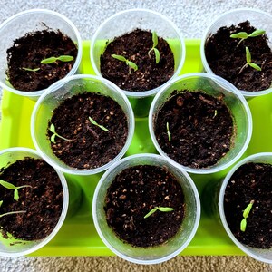 Irish Moss Seeds Irish Moss Ground Cover Seeds Sagina | Etsy