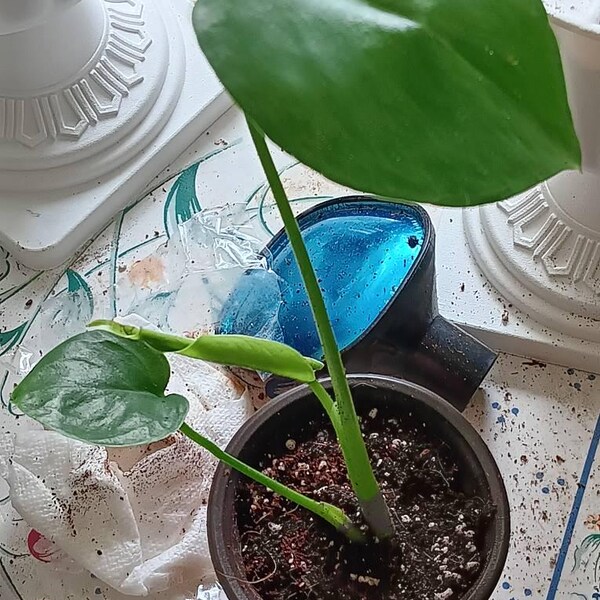 Monstera Deliciousa Live Indoor Plant, Easy Care Low Light Houseplant ...