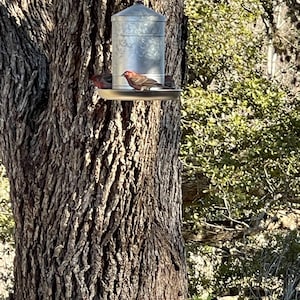Hummingbird Plant Hanger Bracket Cast Iron - Etsy