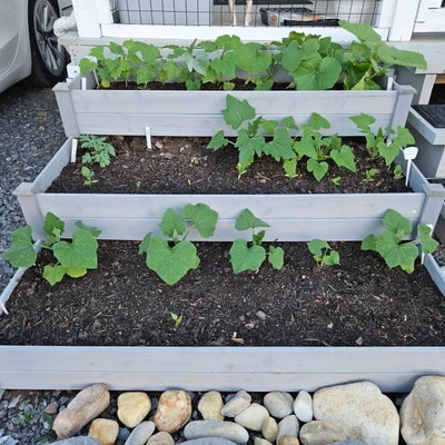 Cucamelon Seeds Heirloom, Open Pollinated, Non GMO Grow Indoors ...