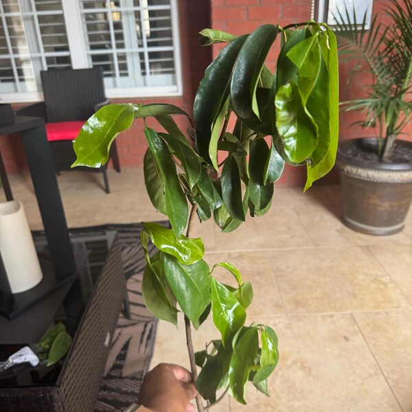 Live Ambika Mango Tree Rare Indian Variety Sweet Fiberless Fruit Approx ...