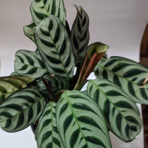 Calathea Burle Marx in a 3” Pot - Maranta Amabilis Burle Marxii Starter ...