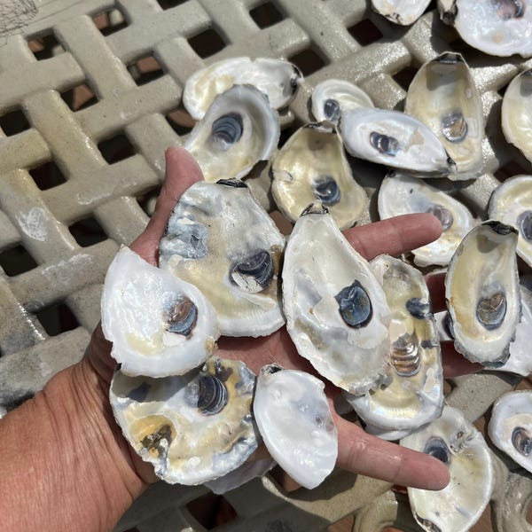 Bag of 50 Choice Clean Medium Long Island Oyster Shells - Tops and ...