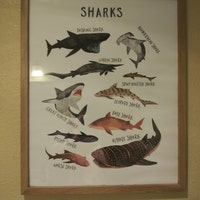 Shark Chart Art Print, Shark Chart Poster, Kids Prints, Scientific ...