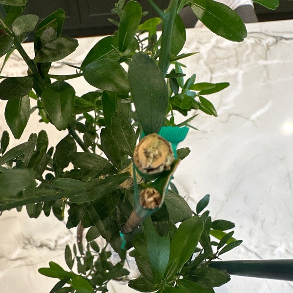 Finger Lime Tree , 1/2 Gallon Pot - Microcitrus Australasica in 1/2 Gal ...