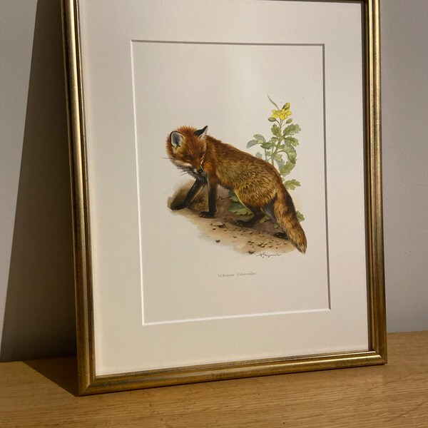 1960 Vintage RED SLENDER LORIS Animal Print. Antique Zoology and ...