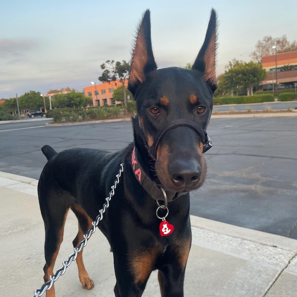 Cutest Dog Tags, Puppuccino Dog Tag, Pup Cup Starbucks, Id Tag, Custom ...