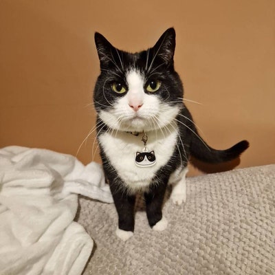 Cute Xiao Long Bao Dog Toy With Squeaker Cute Kawaii Chinese Dumpling ...