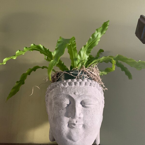 Buddha Planter, Buddha Pot, Buddha Head Planter, Head Vase, Face ...