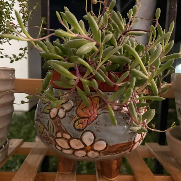 Conophytum Calculus 'marble Buttons' | Single Conophytum Plant | Living ...