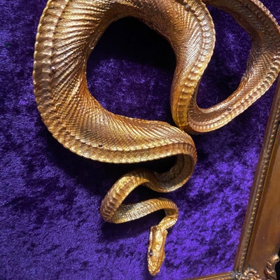 Baby Ball Python SNAKE Wet Specimen Absolutely Beautiful Formalin Fixed ...