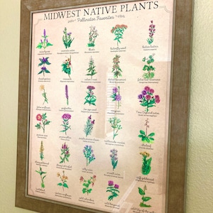 Wildflower Poster, Pollinator Plants Poster, Vintage Wildflower Print ...