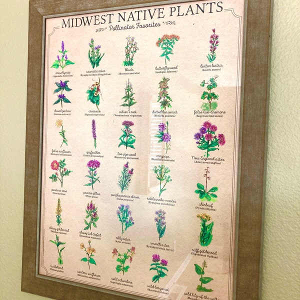 Wildflower Poster, Pollinator Plants Poster, Vintage Wildflower Print ...