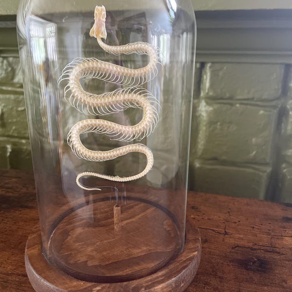 Real African Rock Python Skull in Glass Cloche Dome With Base Beautiful ...
