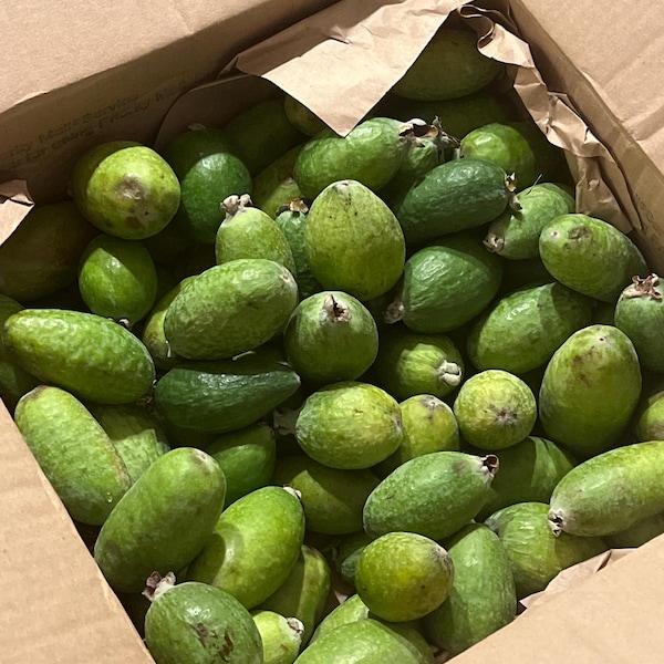 9-10lbs Fresh Exotic Fruit Box ACTUAL RARE FRUITS Overnight Shipping - Etsy