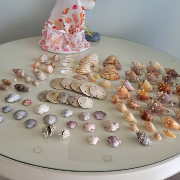 Seashell Shelling Bag! Beach Bag With Shells of Southwest Florida ...