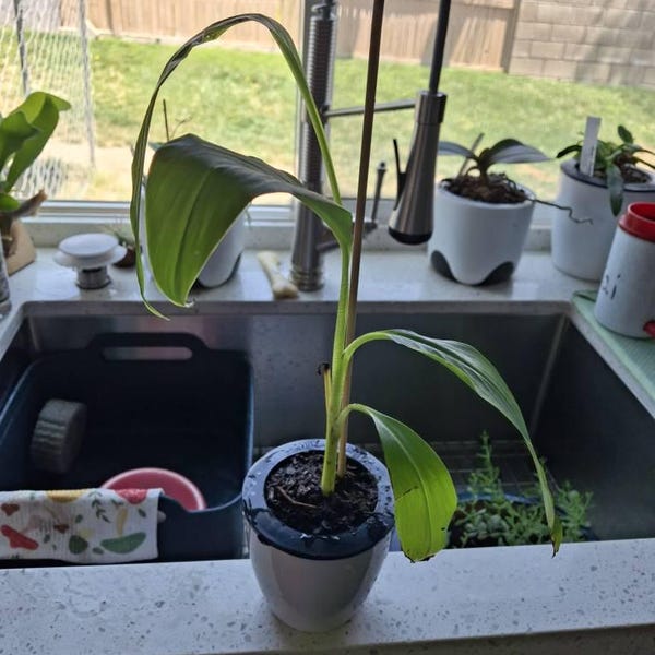 Royal Intenz Magnifica Medinilla Plant~~live Well Rooted Starter Plant ...