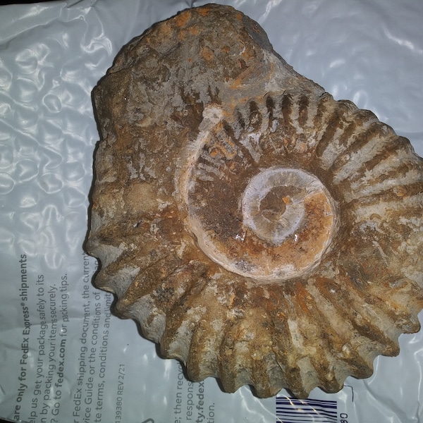Large Raw Ammonite Fossil – 250 Million Year Old Cephalopod. 3-5” - Etsy