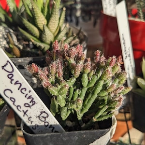 Dancing Bones Cactus 2 Inch Rhipsalis Salicornioides Live Succulent ...