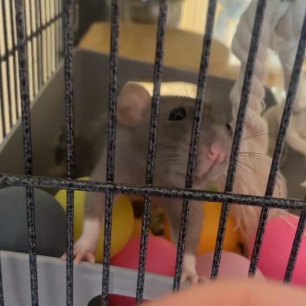 Natural Jute Rope Net 65 X 40cm for Large Cage With Corner Extenders ...