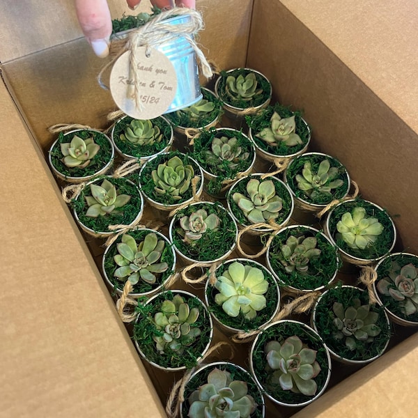 36/40/50 Pack Live Succulent & Mini Metal Buckets--wedding Party Favor ...