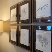 British Columbia, Western Red Cedar Botanical Wall Art- the Official ...