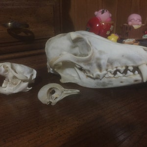 Pheasant Skull, Real Bone, Natural Material - Etsy