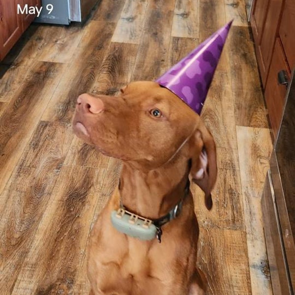 Chocolate Lab Labrador Owner Gift Men's Wool Blend Boot Socks With ...