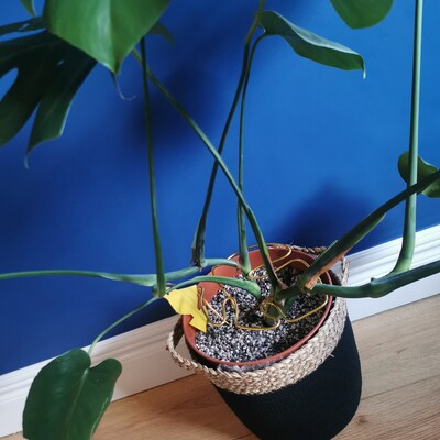 Monstera Shaped Plant Support Gold Coloured - Etsy