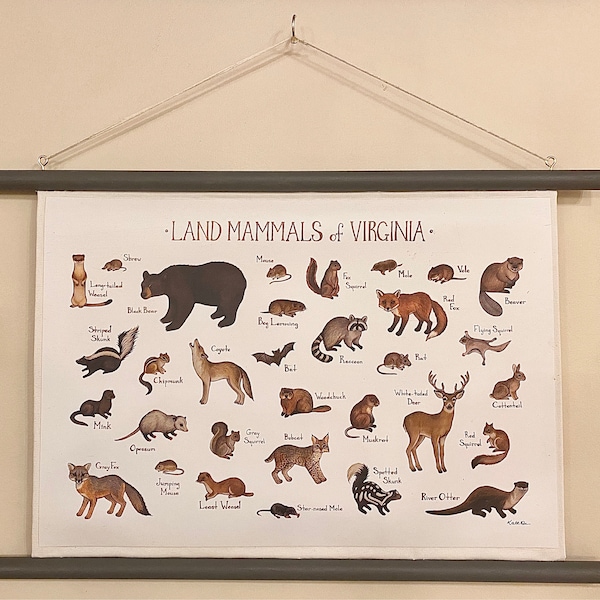 Virginia Land Mammals Field Guide Art Print / Animals of Virginia ...