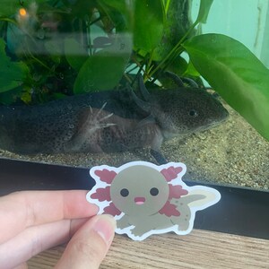 Gestroi Isopod Roly Poly Insect Bug Keychain Cartoon Chibi - Etsy