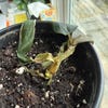 Aglaonema Ruby Ray 2” Plant **(ALL Plants Require You to Purchase ANY 2 ...