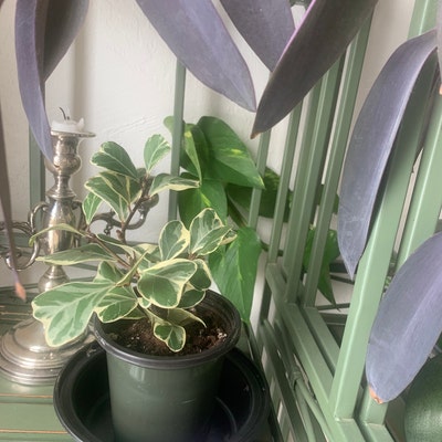 Variegated Ficus Triangularis Rare Variegated Triangularis - Etsy