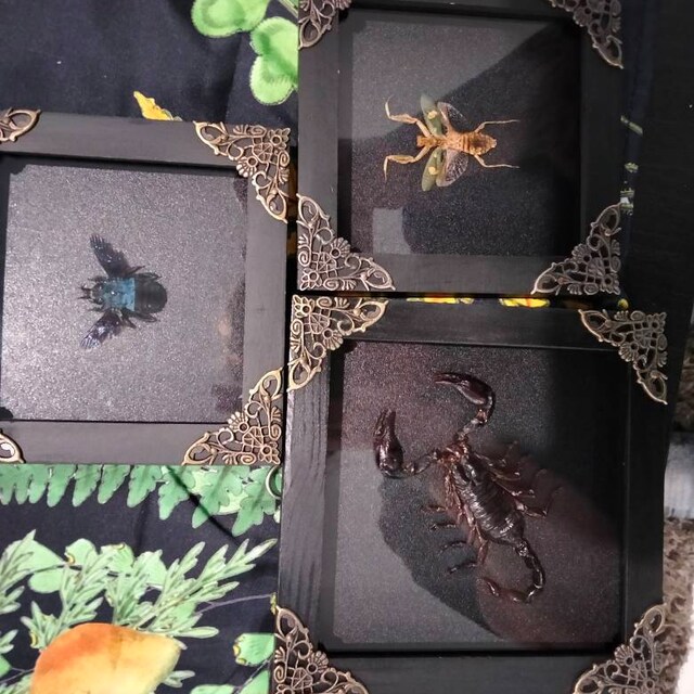 Taxidermy Scorpion Real Large Scorpion Beetle Coffin Red Frame Dried ...