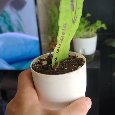 Epiphyllum Medora,one Live Plant in Pot ,hard to Find. - Etsy Canada