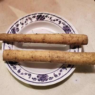 Fresh Whole Burdock Root, Gobo Root - Etsy